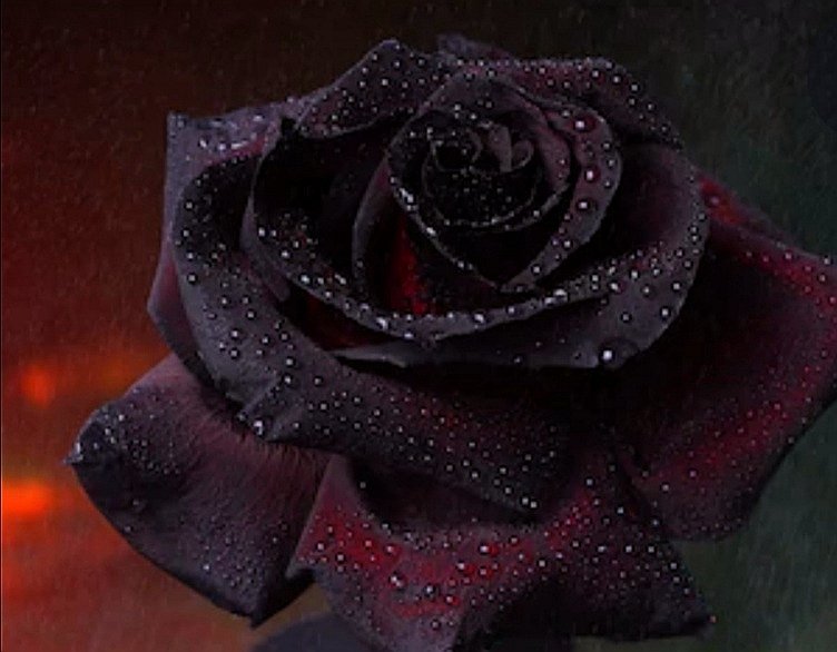 Black Rose With Raindrops