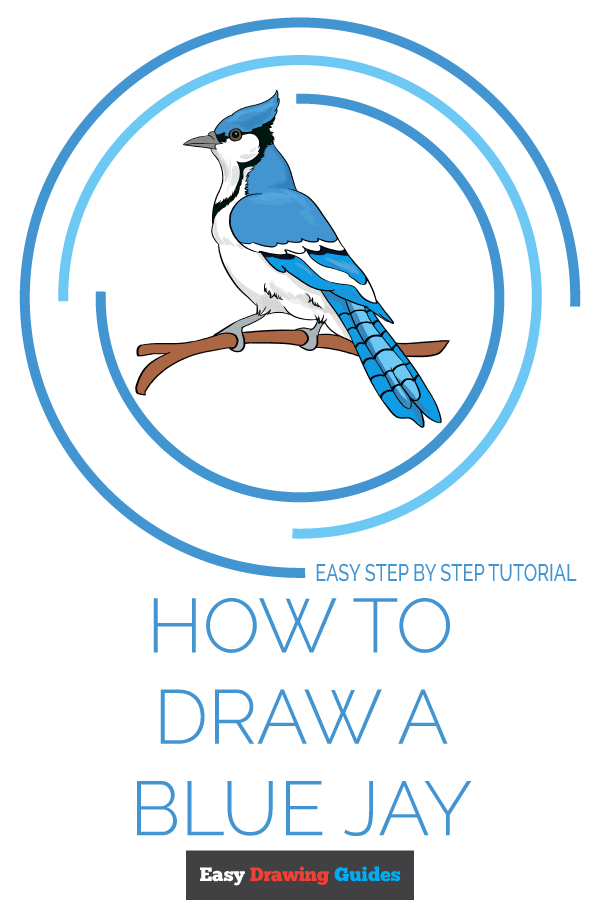 Blue Jay Drawing