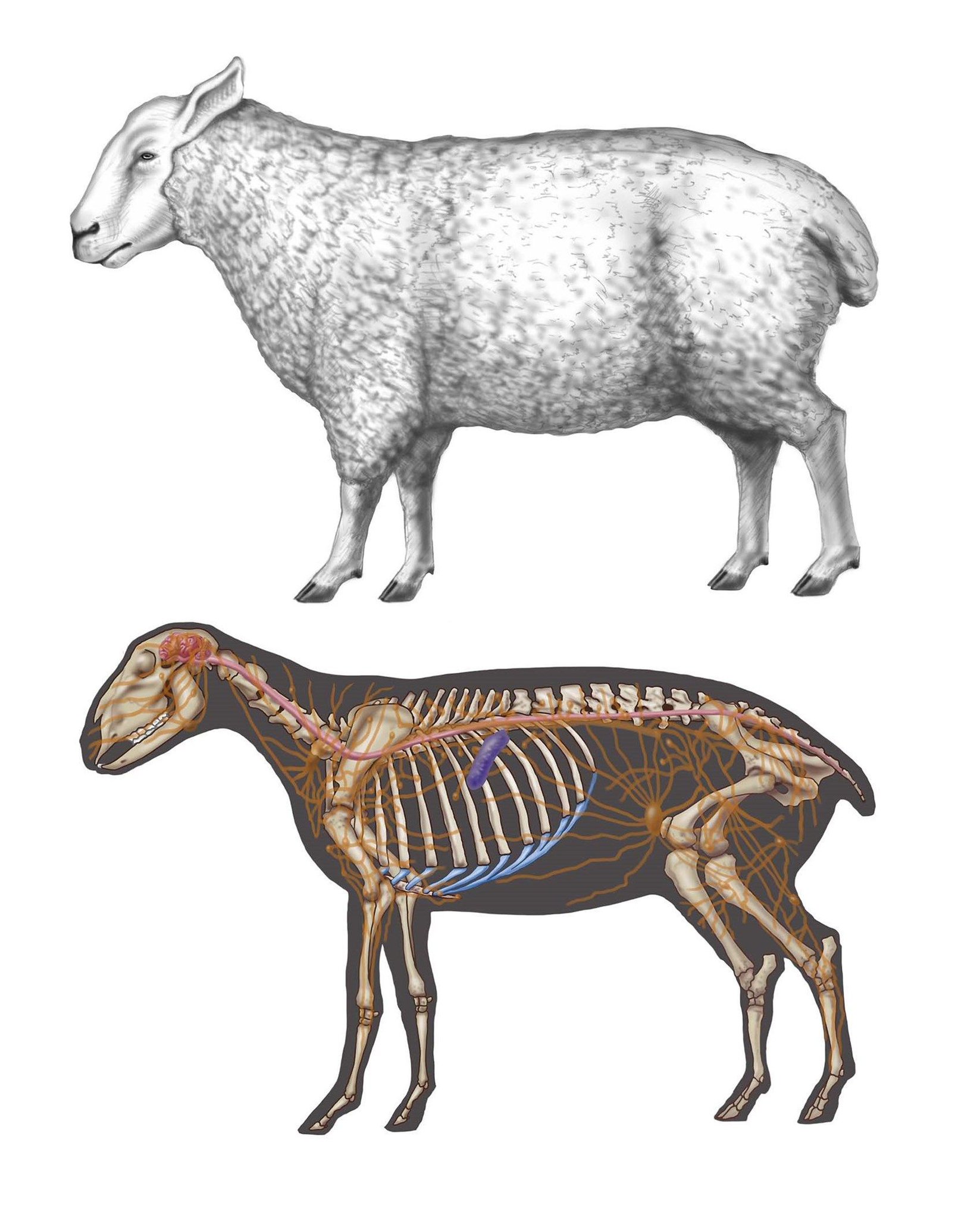 Anatomy Of A Sheep Sheep Anatomy Etsy