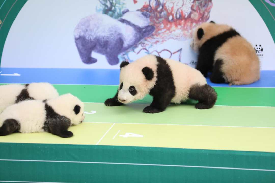 Seven newborn panda cubs made their debut to the public and ...