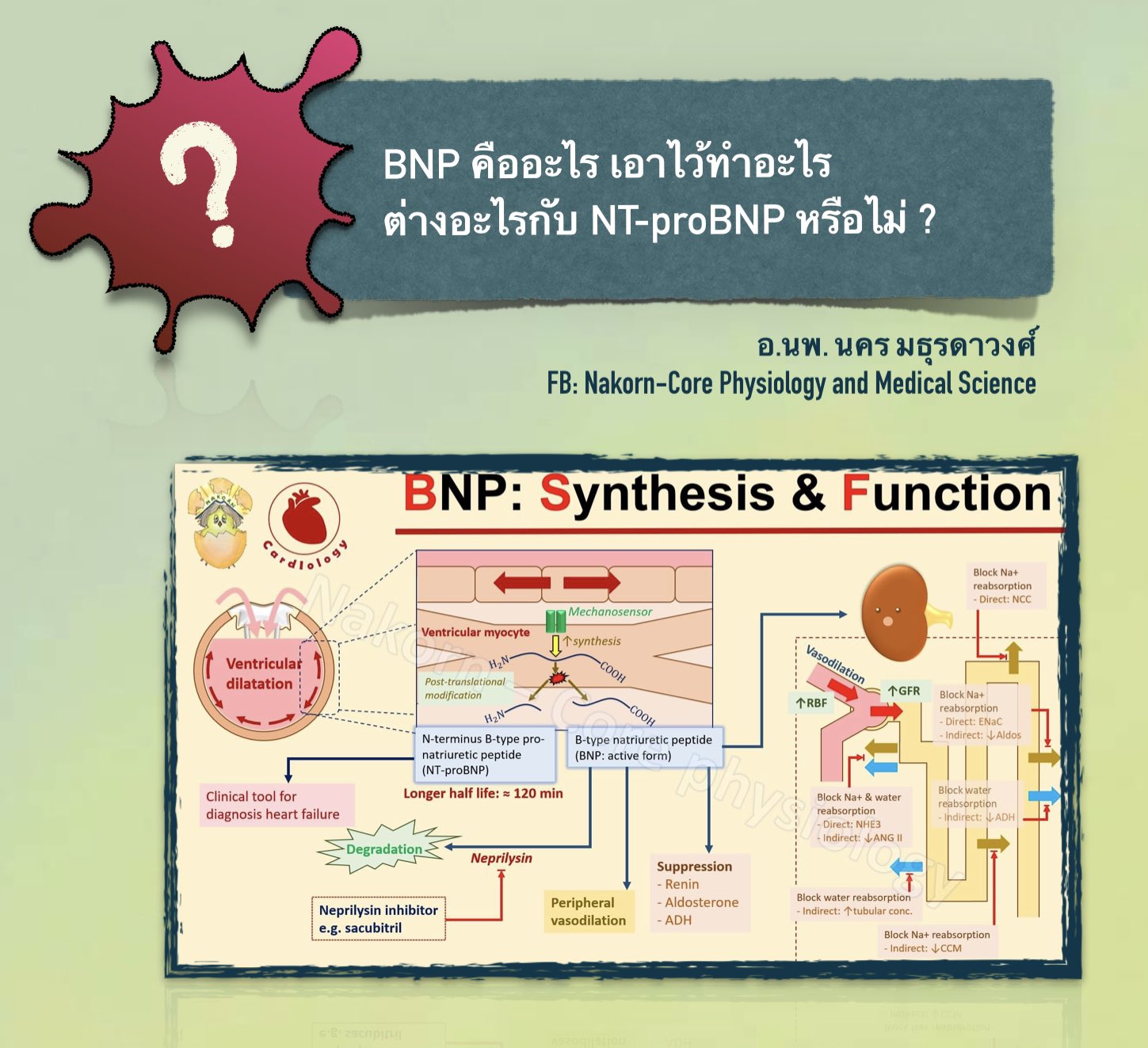 Nakorn Core Physiology And Medical Science 『 BNP, 46% OFF