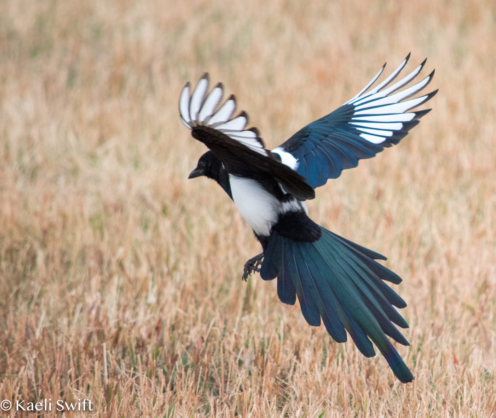Yellow Billed Magpie American Crow