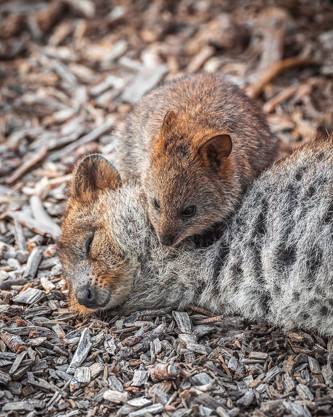 Quokka Sleeping