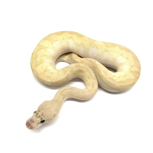 Pastel Soulsucker Ball Python