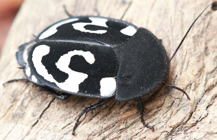 صرصار علامة الإستفهام question mark cockroach الأسم العلمي Therea ...