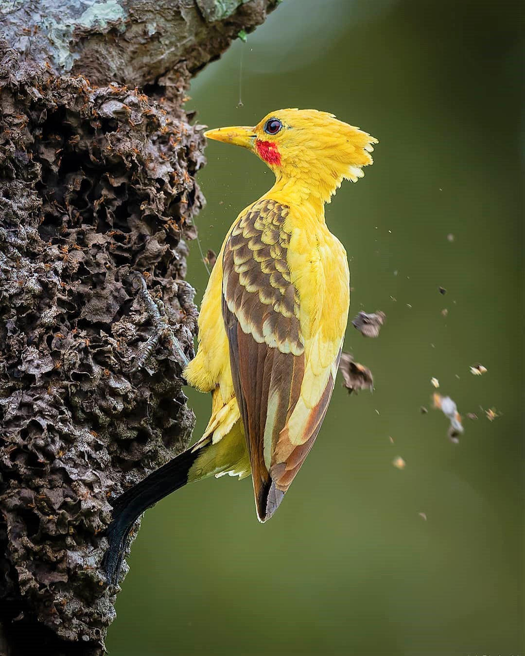 Yellow Woodpecker