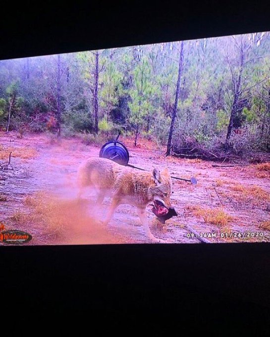 Send in your craziest trail cam footage! https://t.co/al9sDlnYzB – Ex ...