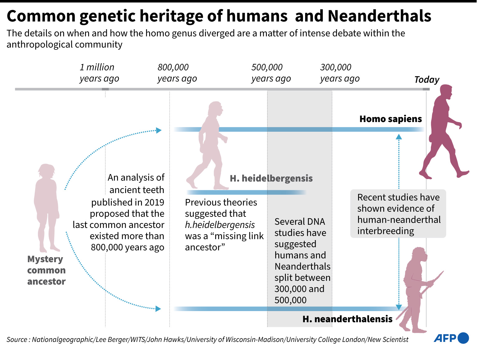 Human Evolution Chart National Geographic