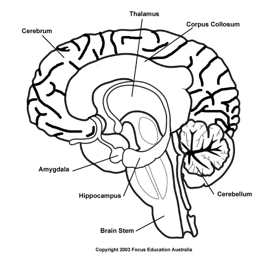 Blank Brainstem Diagram