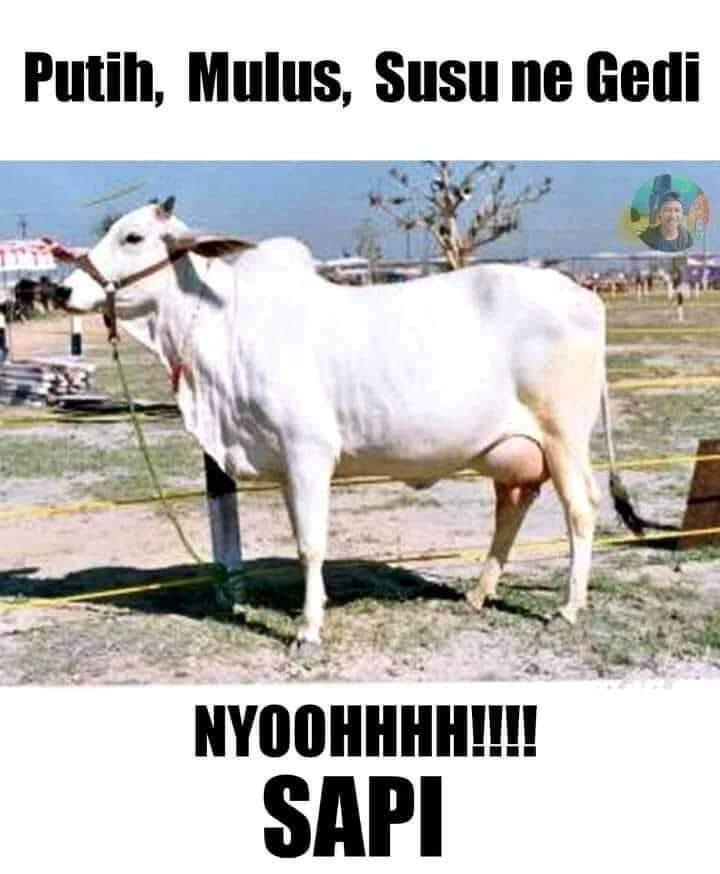 Memes Sapi Qurban Meme Dakwah Nusantara 5 Jenis Hewan Kurban Dan