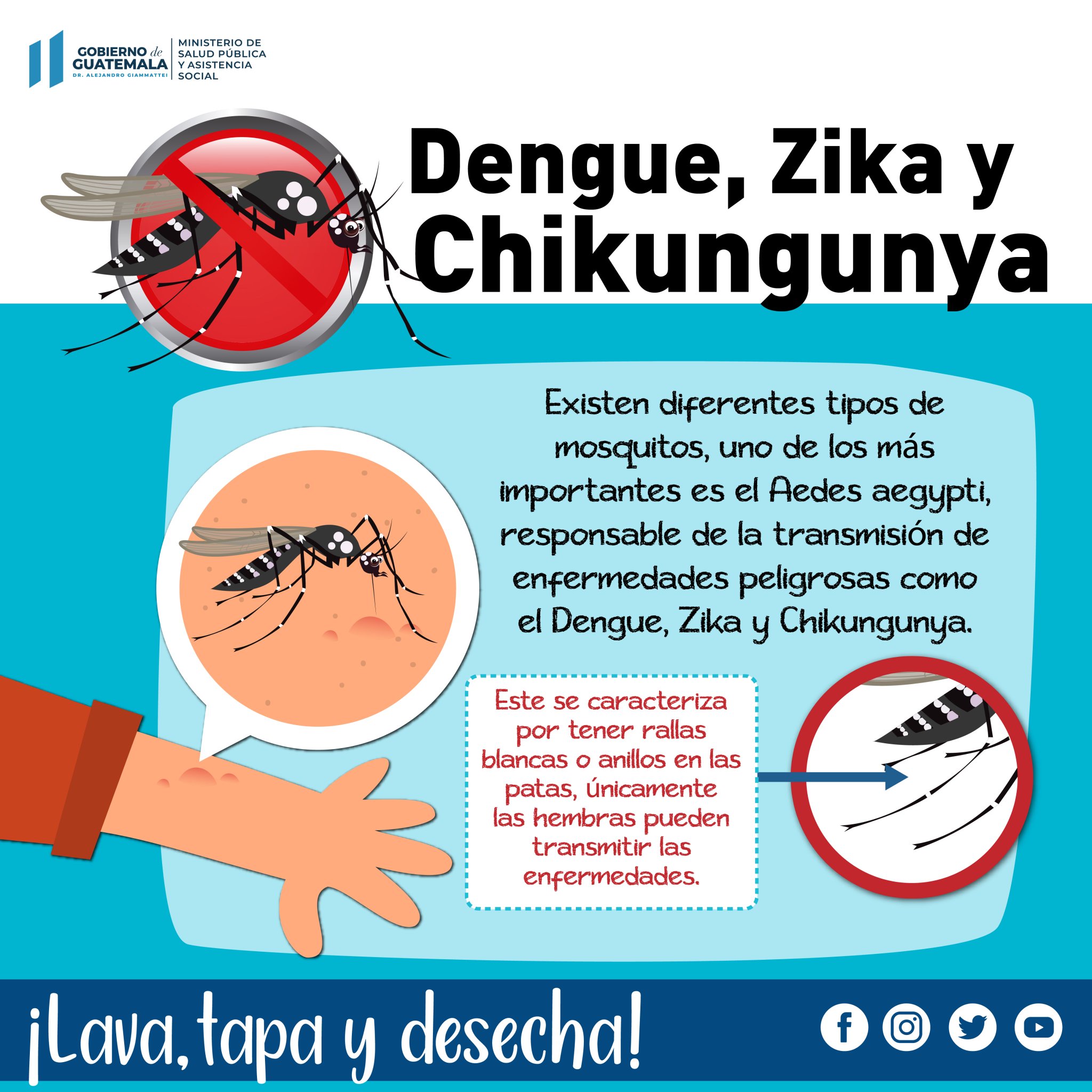 Tipos De Mosquitos Con Nombres