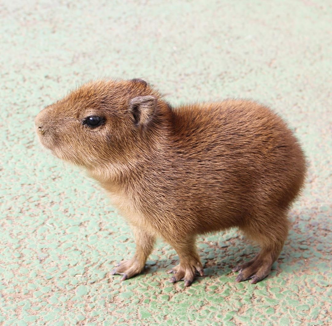 Capybara Newborn