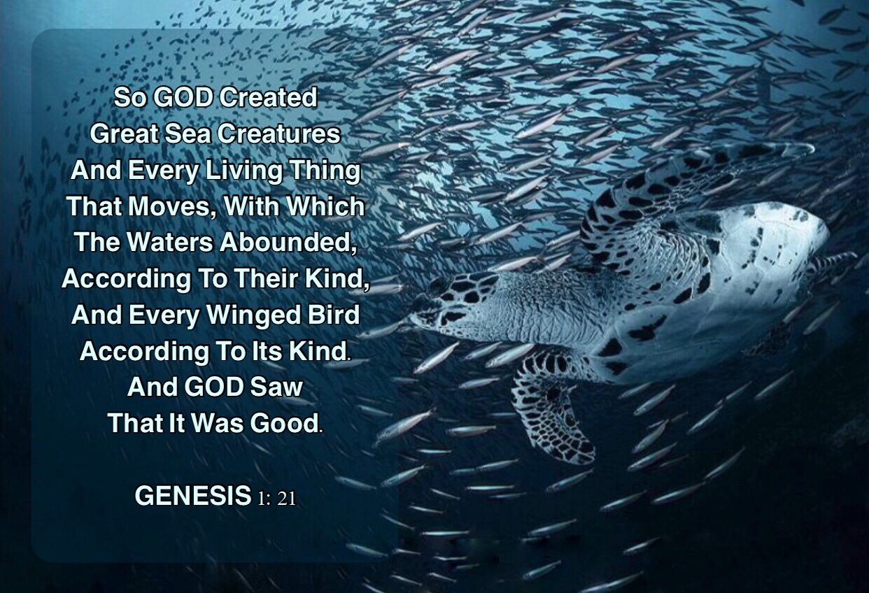 Genesis Creatures