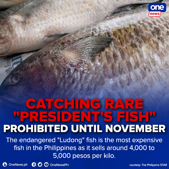 Rare Species Of Fish In The Philippines