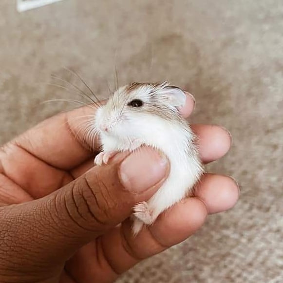 Cute Baby Dwarf Hamster
