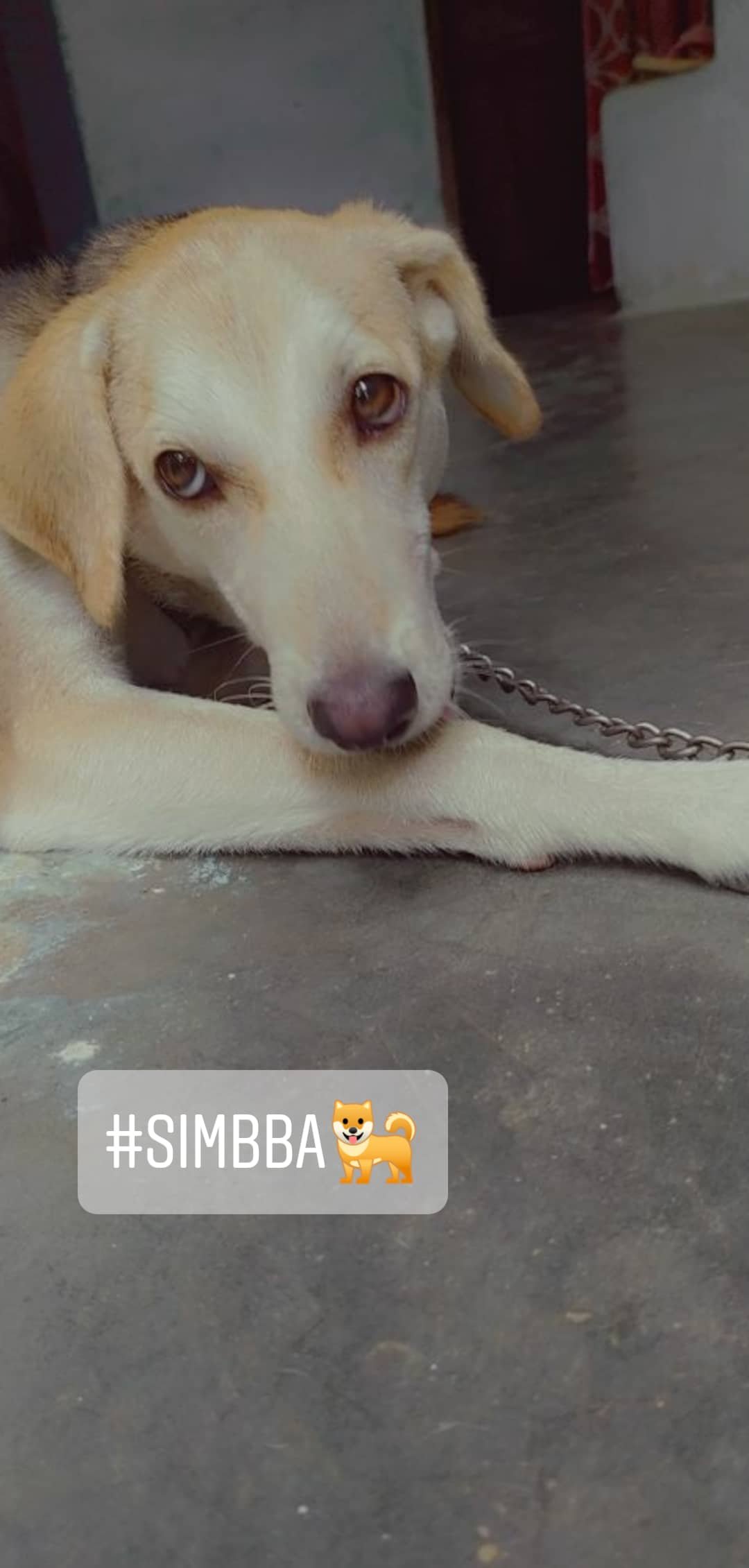 Shivam Vishwakarma (@__S_h_i_v_a__) / Twitter