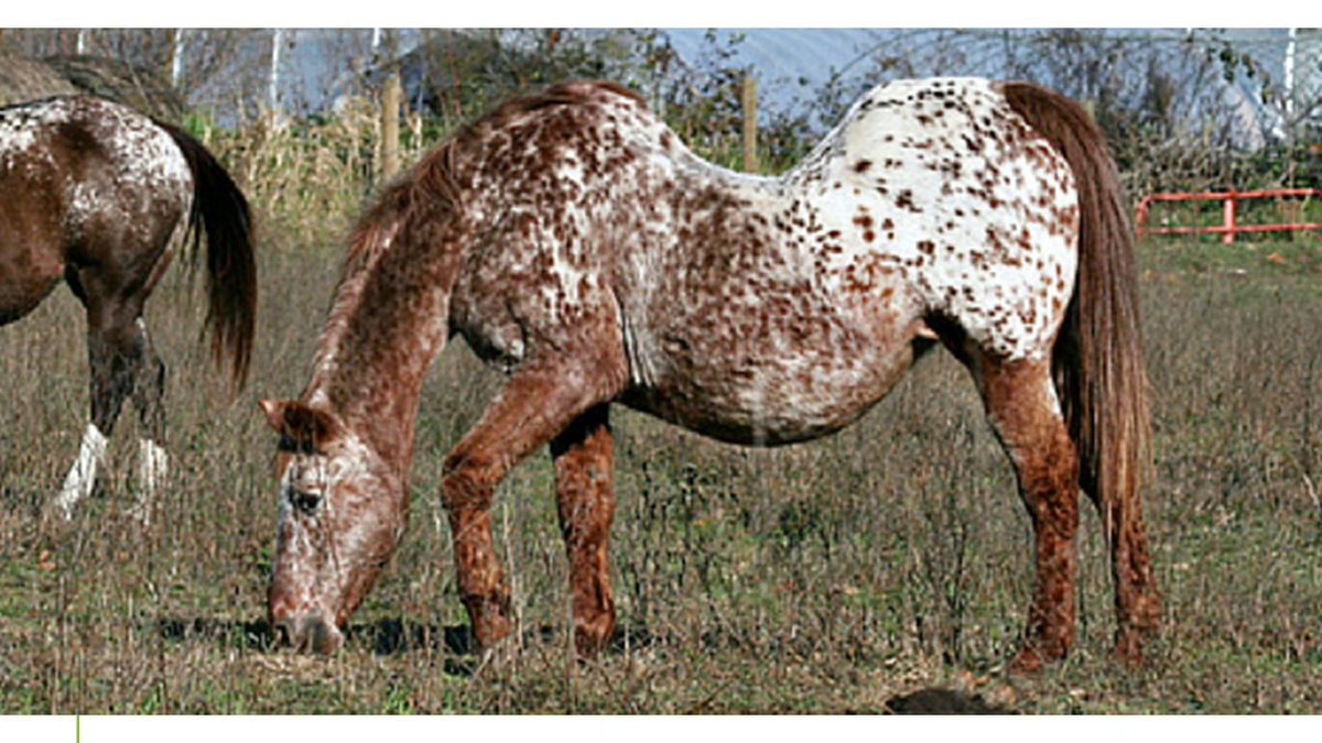 Swayback Horse