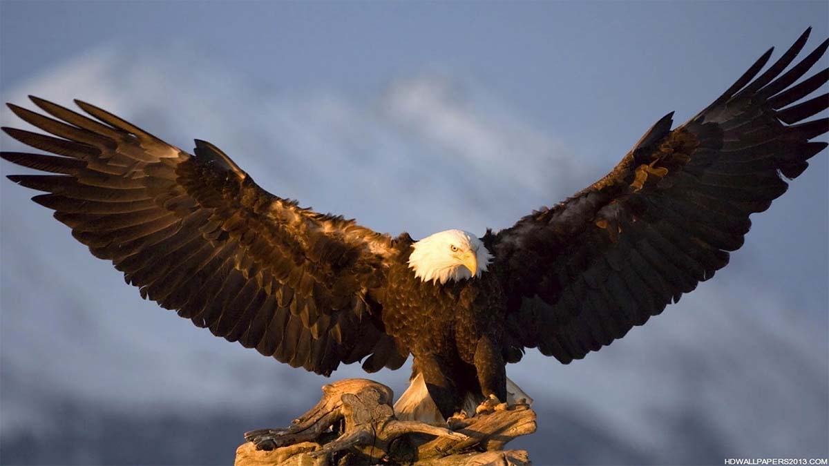 Native American Eagle Wallpaper