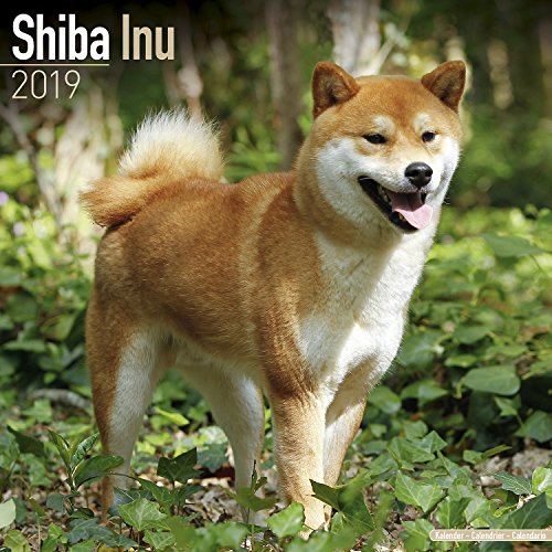 DOWNLOAD [PDF] Shiba Inu Calendar 2019 by Unknown / Twitter