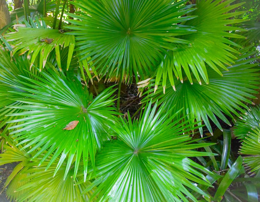 Philippine National Leaf