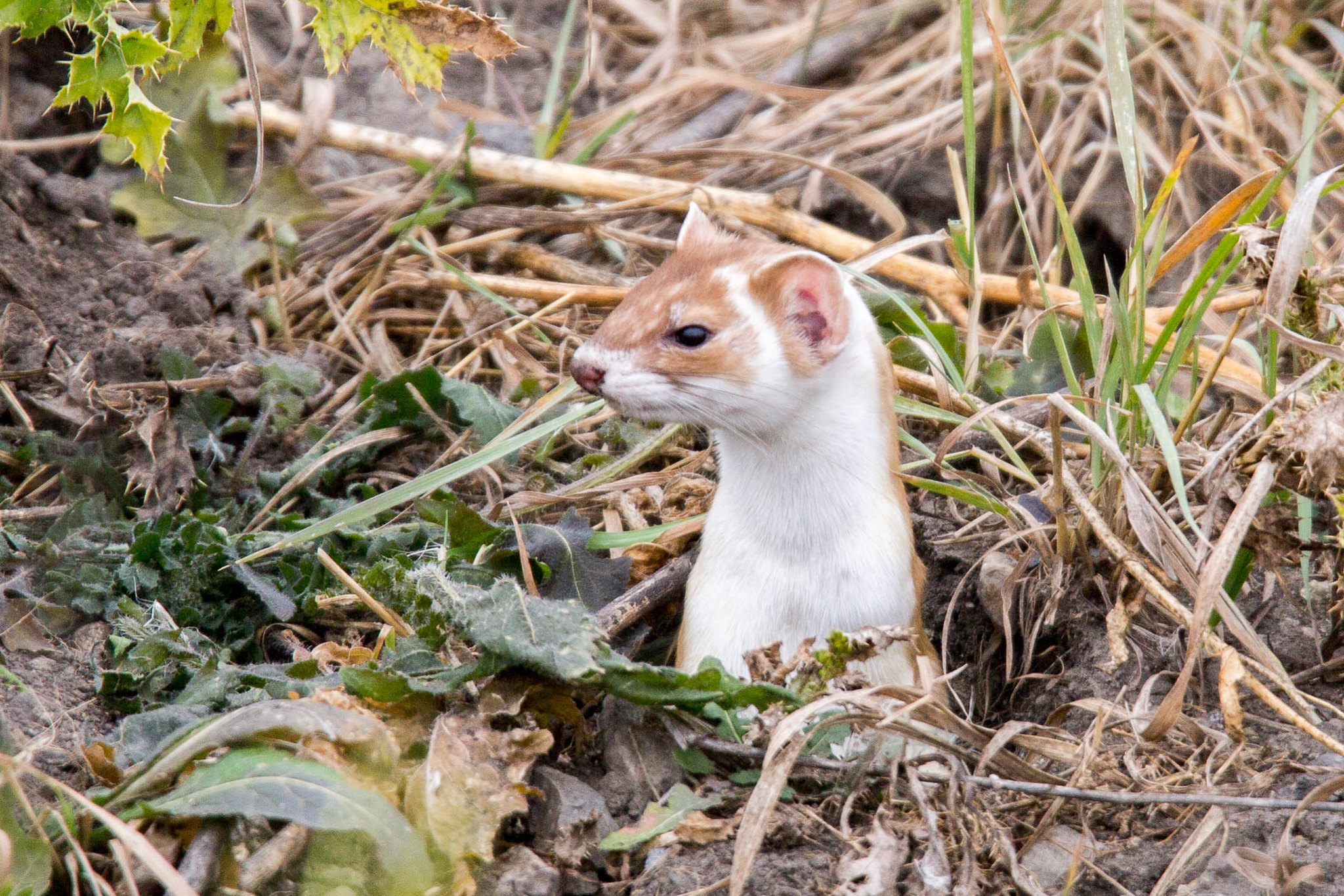 White Long Tailed Weasel