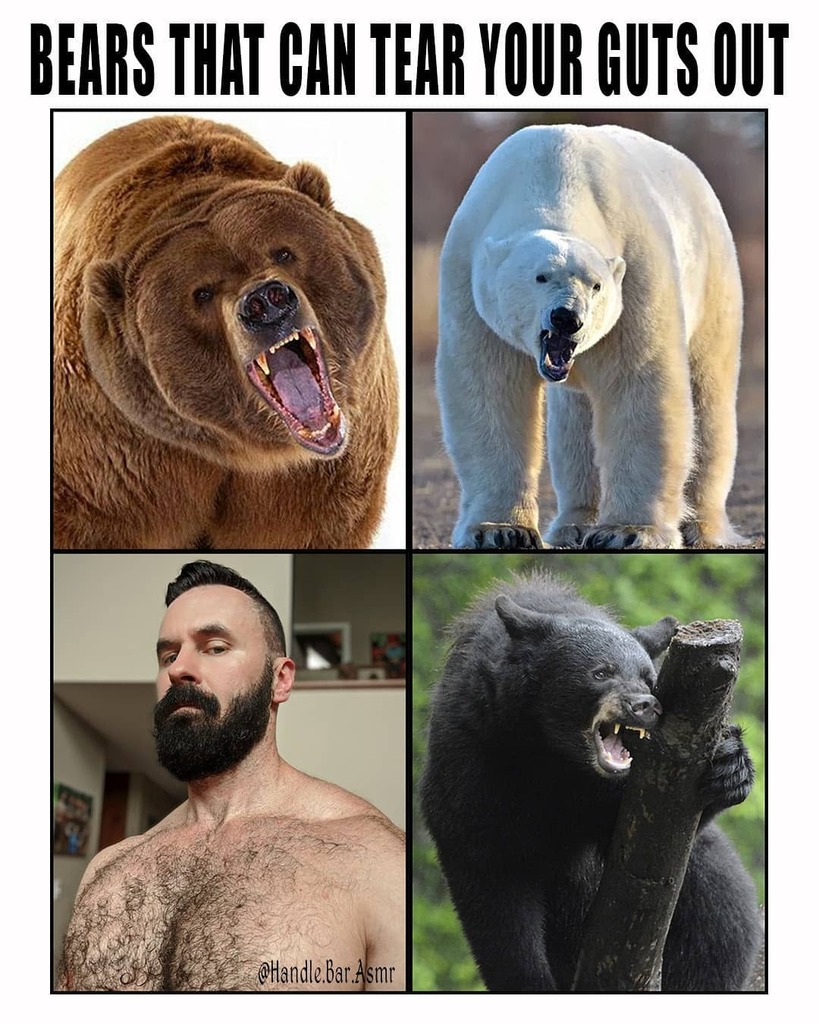 Bear Memes