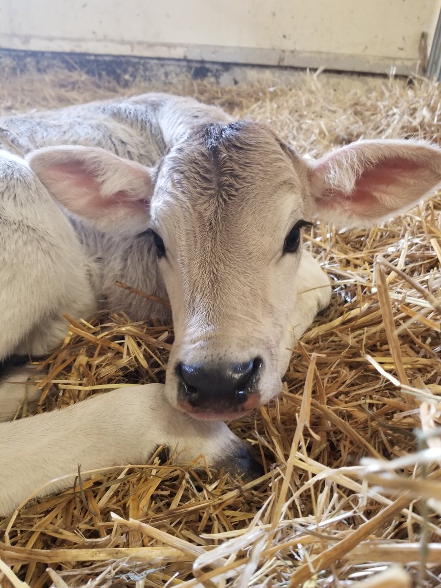 Baby Brown Swiss Cow