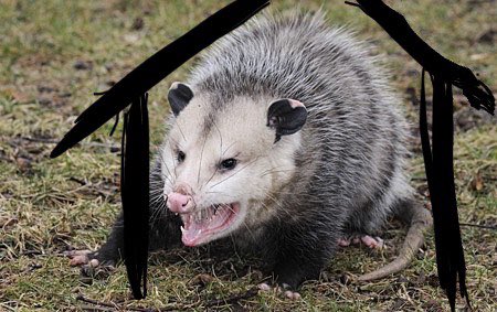 Mad Possum
