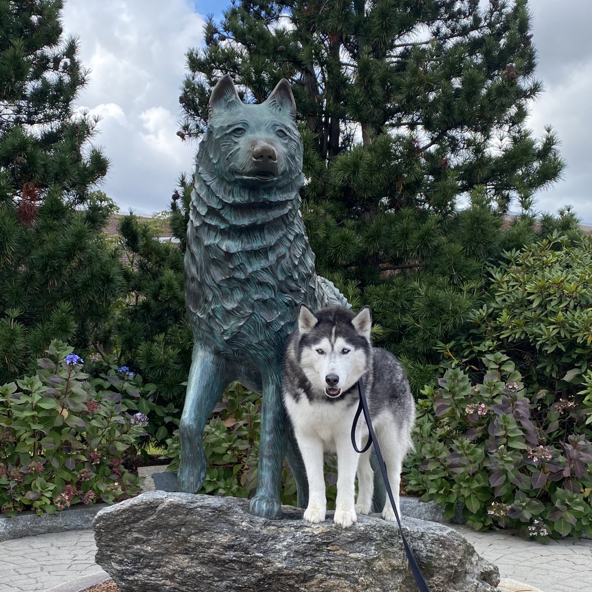 Uconn Husky Statue