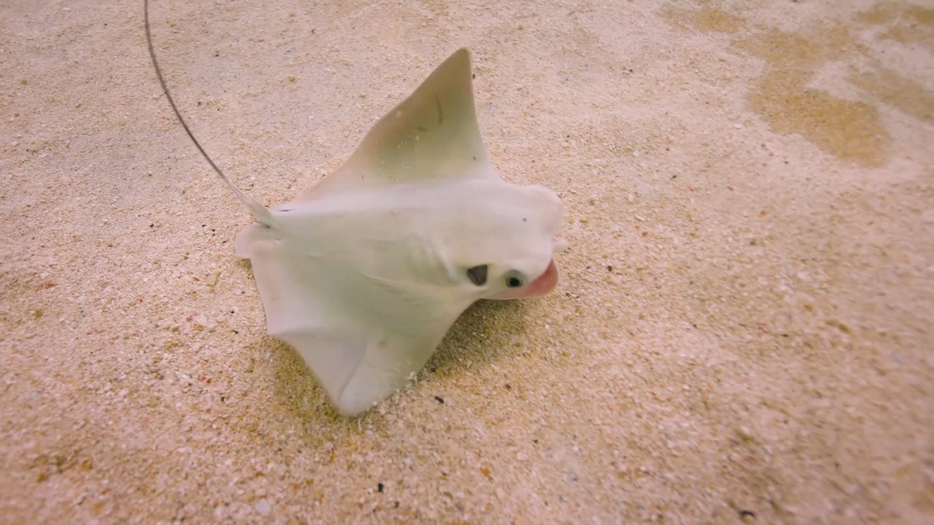 Cownose Ray