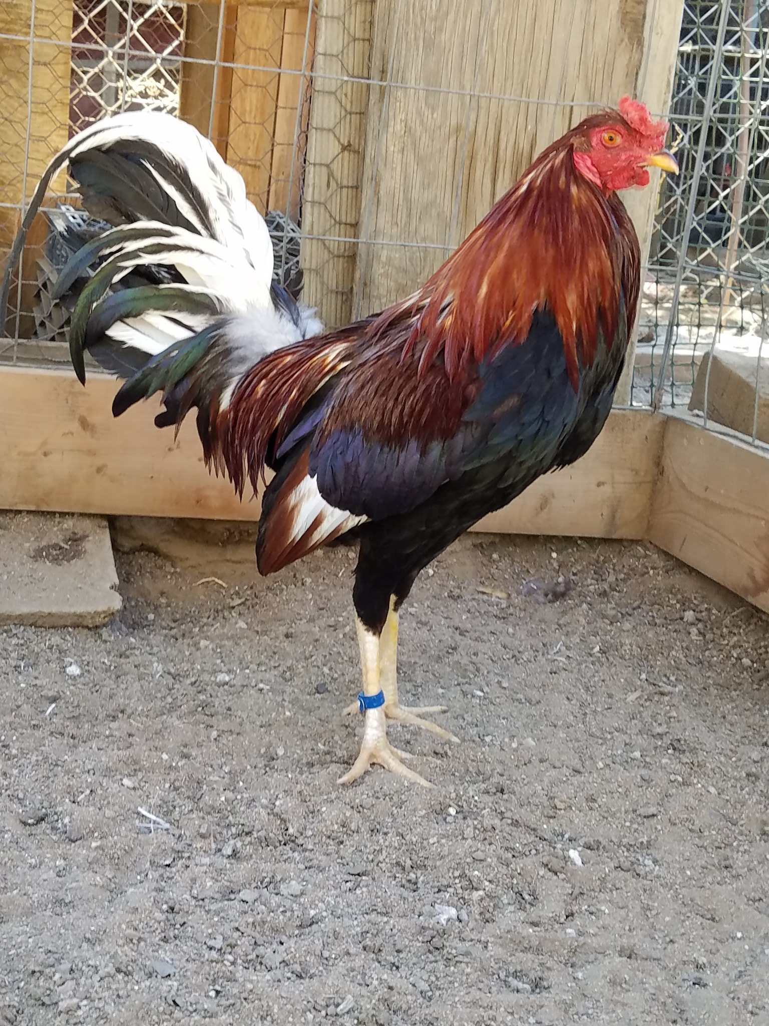 Yellow Leg Hatch Gamefowl