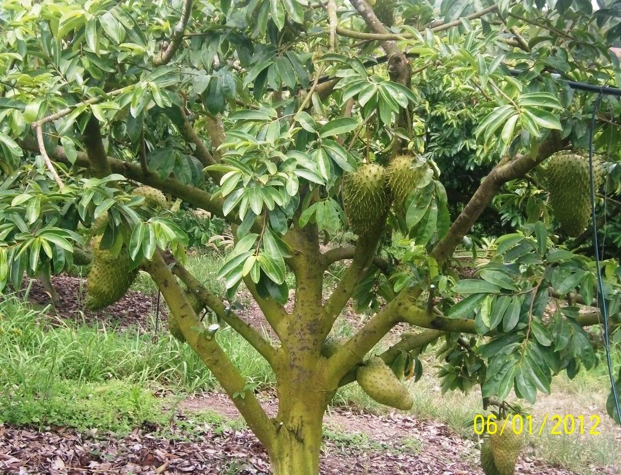 Guanabana Tree