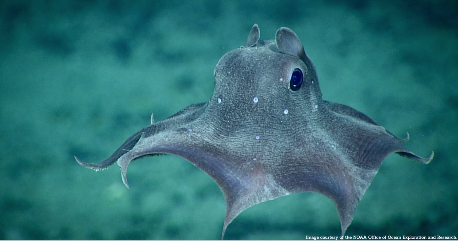 Amazing Deep Sea Pictures