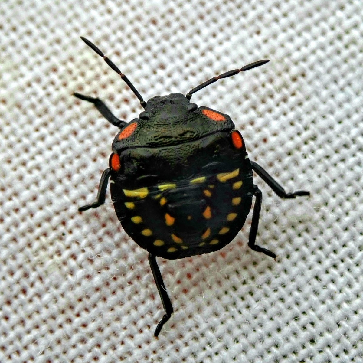 10 common hoverflies ~ North West Invertebrates