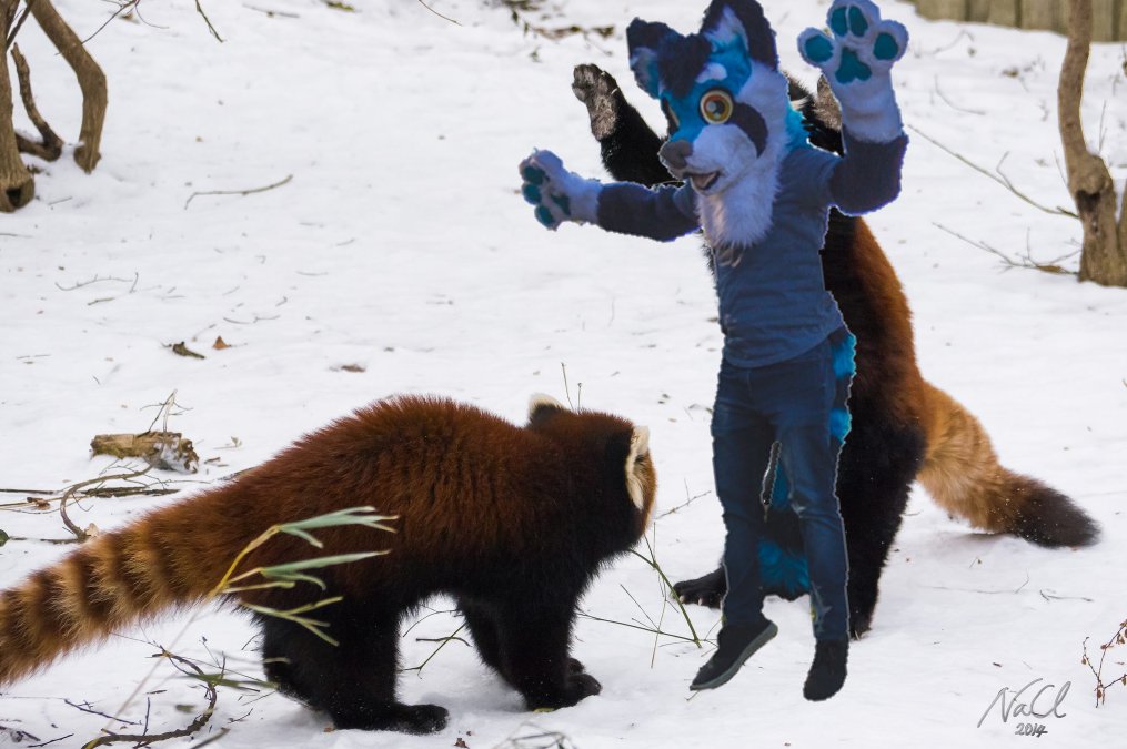 Red Panda Attack