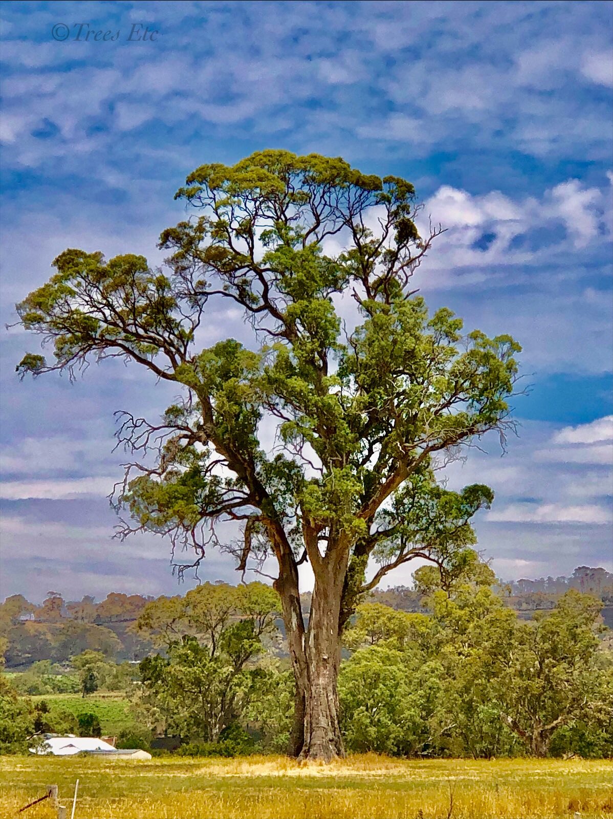 Australian Eucalyptus Trees