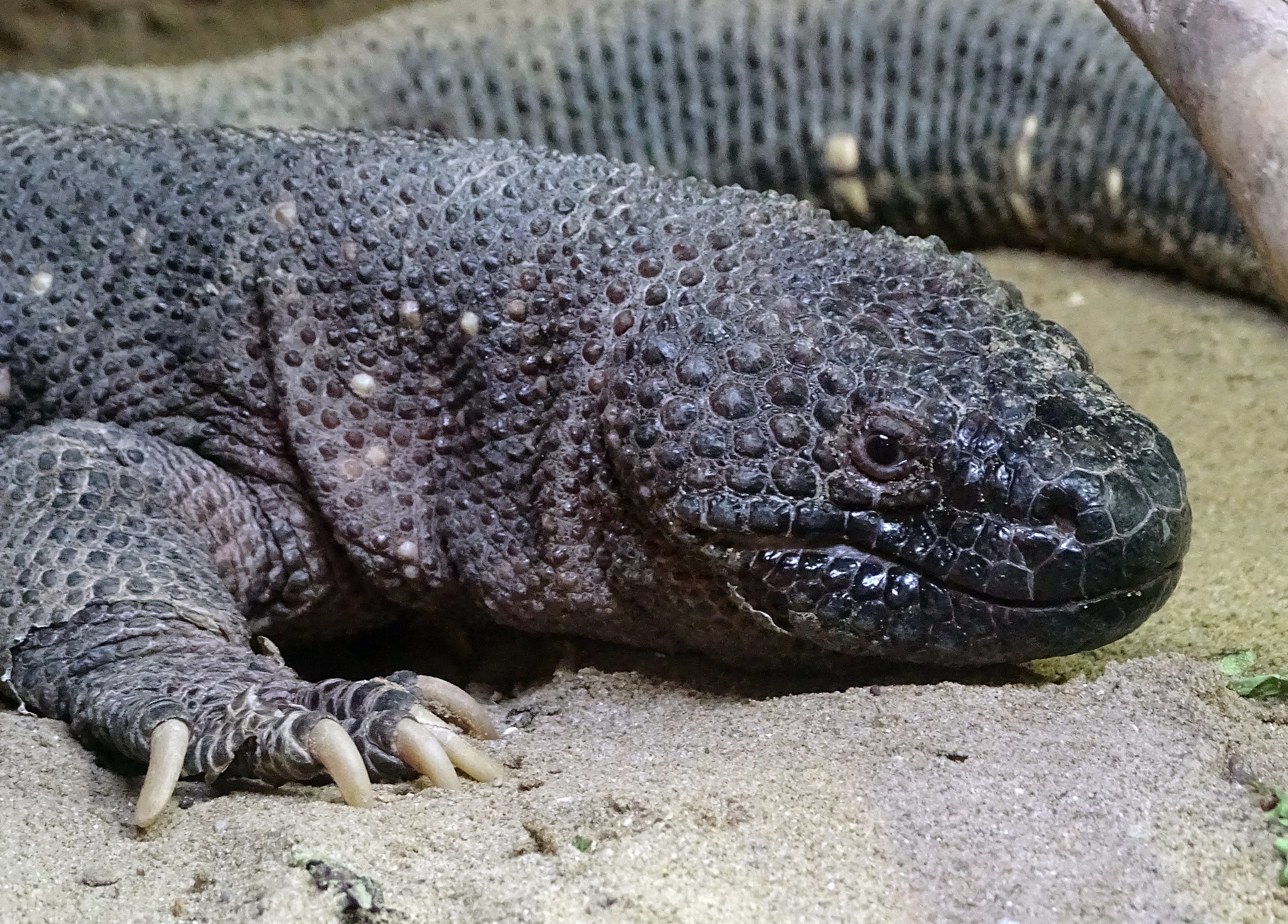 Venomous Lizards