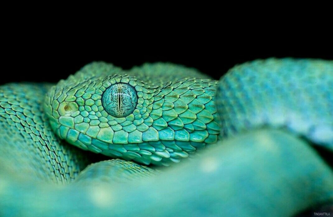 African Bush Viper Colors