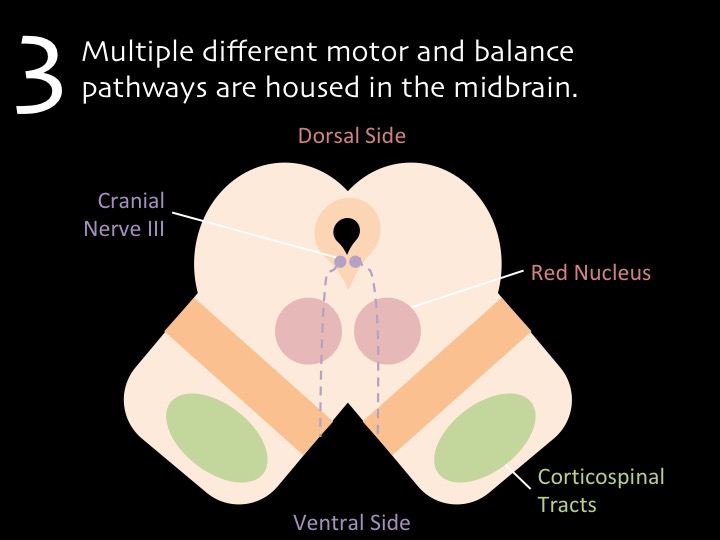 The Midbrain🧠 can be such a fun place for neurology, but sometimes we ...
