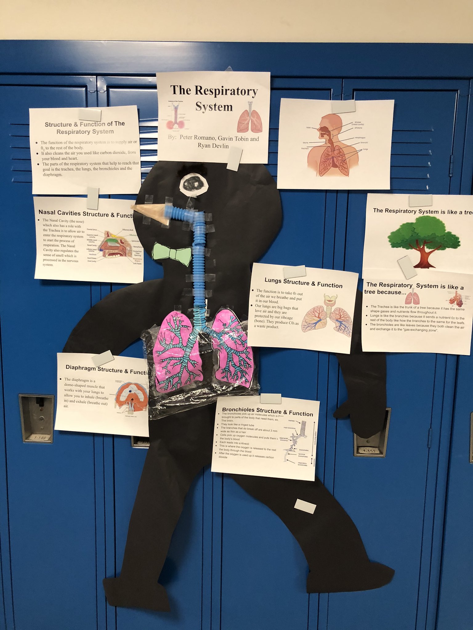 Lung Model Project Boards