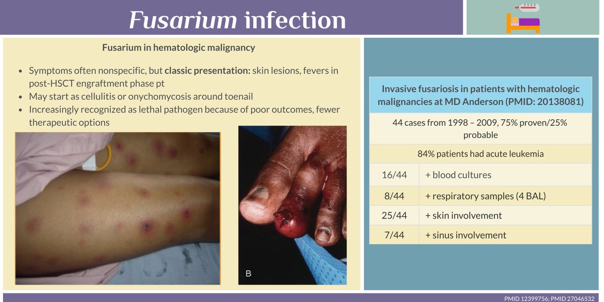 Fusarium Skin