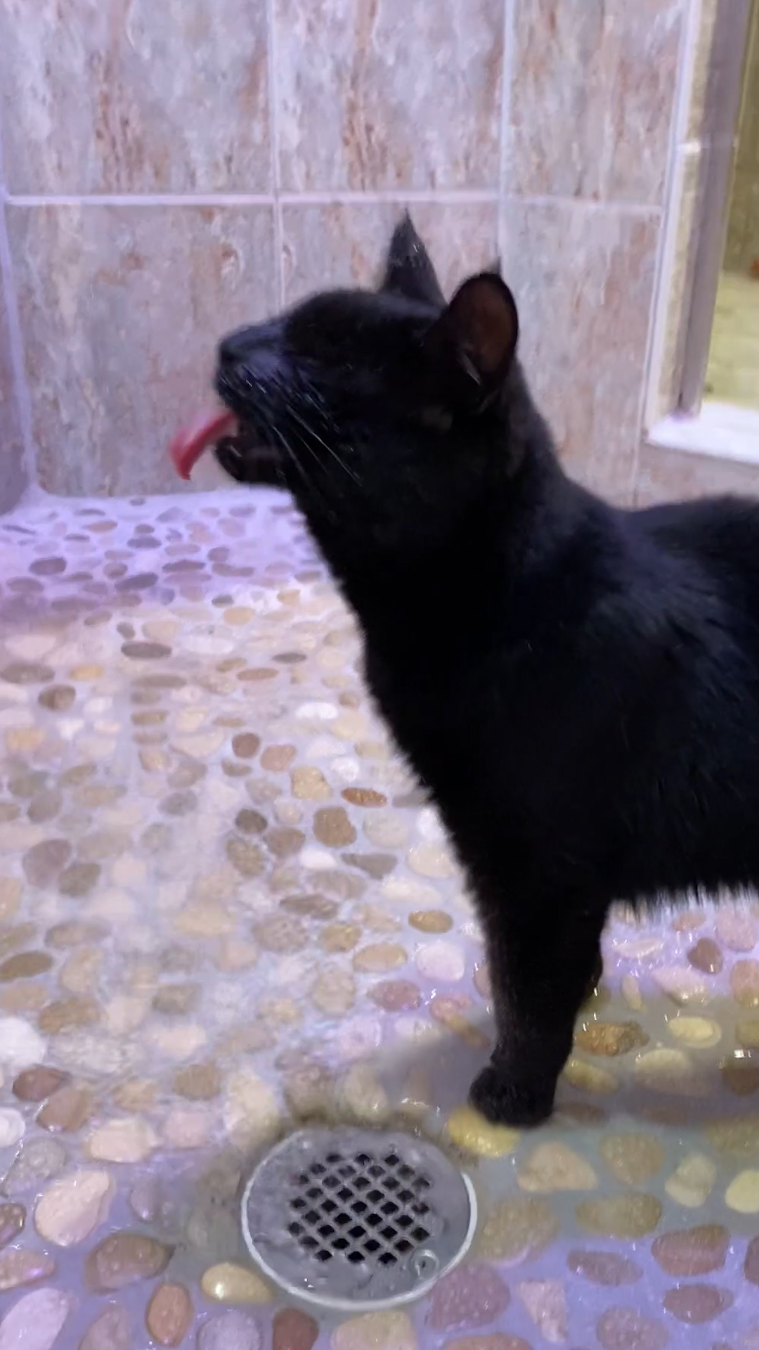 The Dodo On Twitter Blind Cat Demands A Shower Every Day — And His