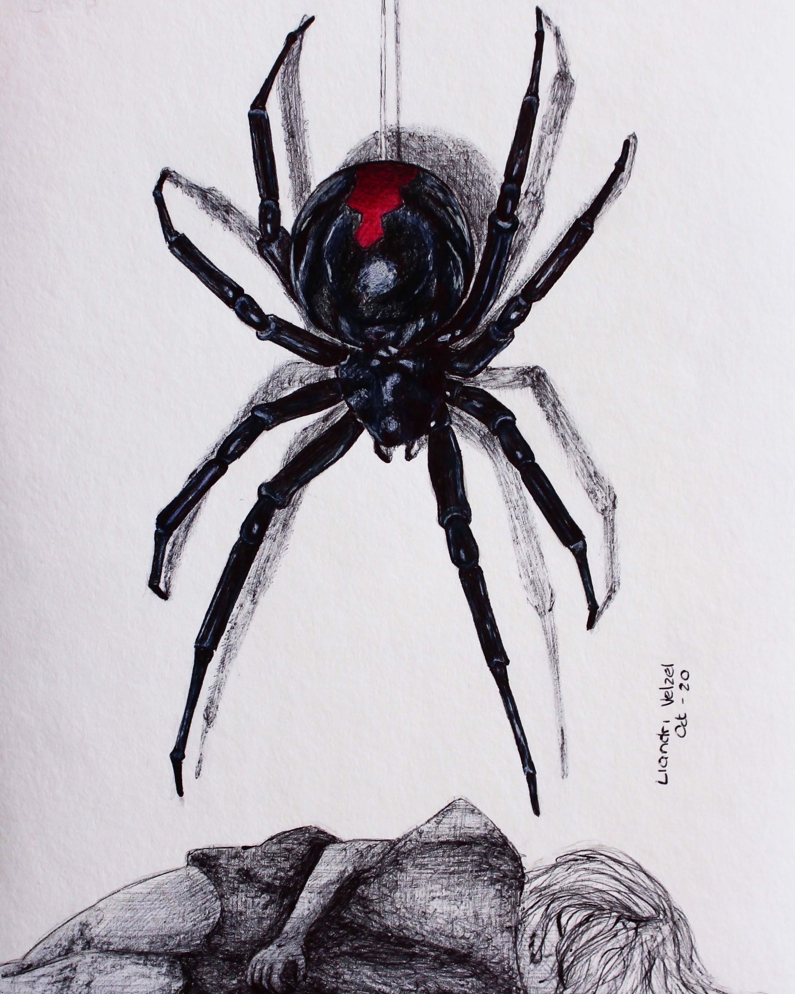 Black Widow Spider Drawing In Pencil
