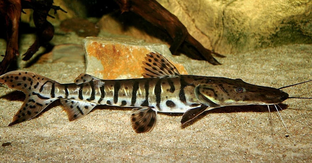 Tiger Catfish