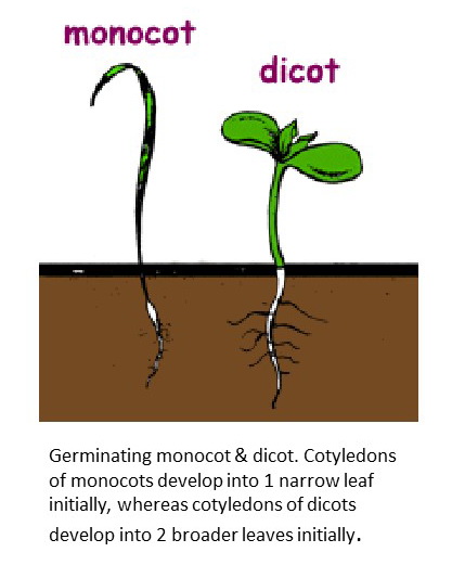 Angiosperms Dicots