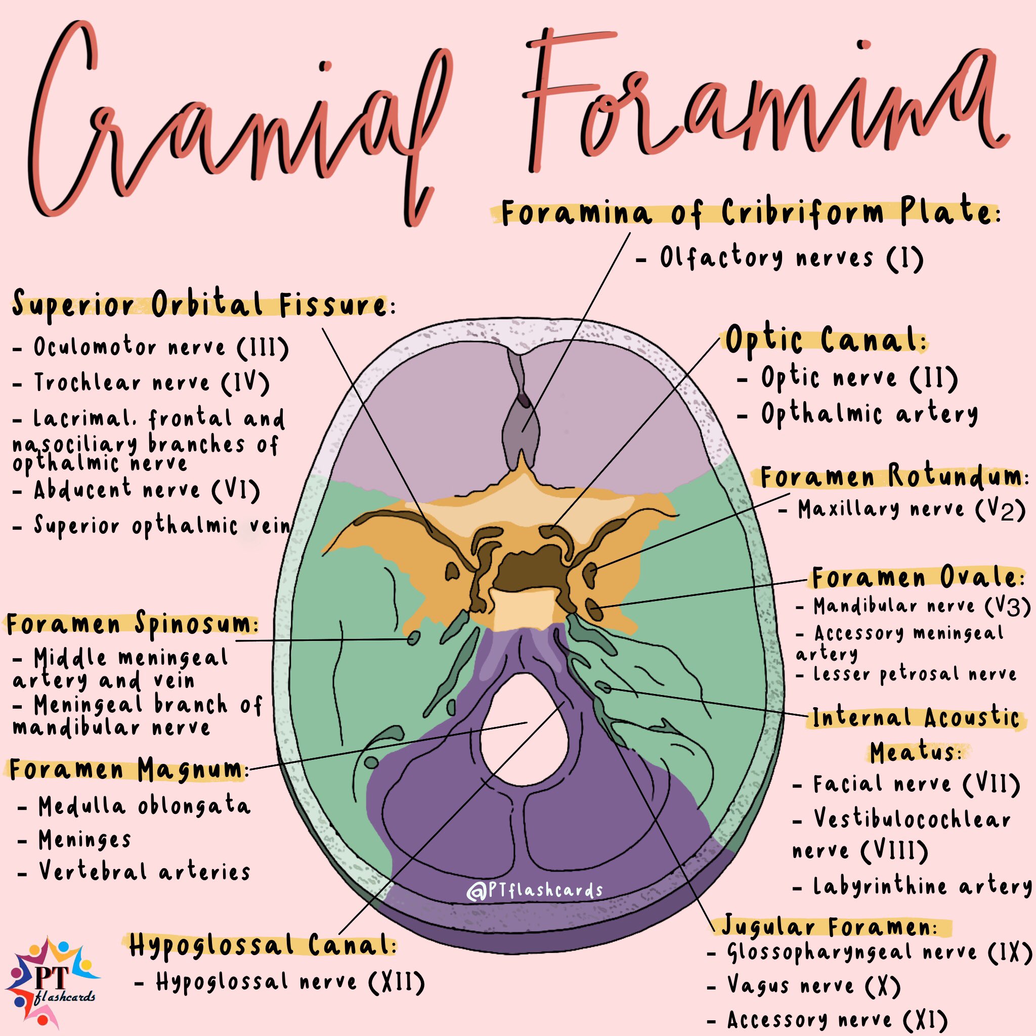 Skull Cranial Nerves Passages SKULL VAULT, CRANIAL CAVITY & MENINGES