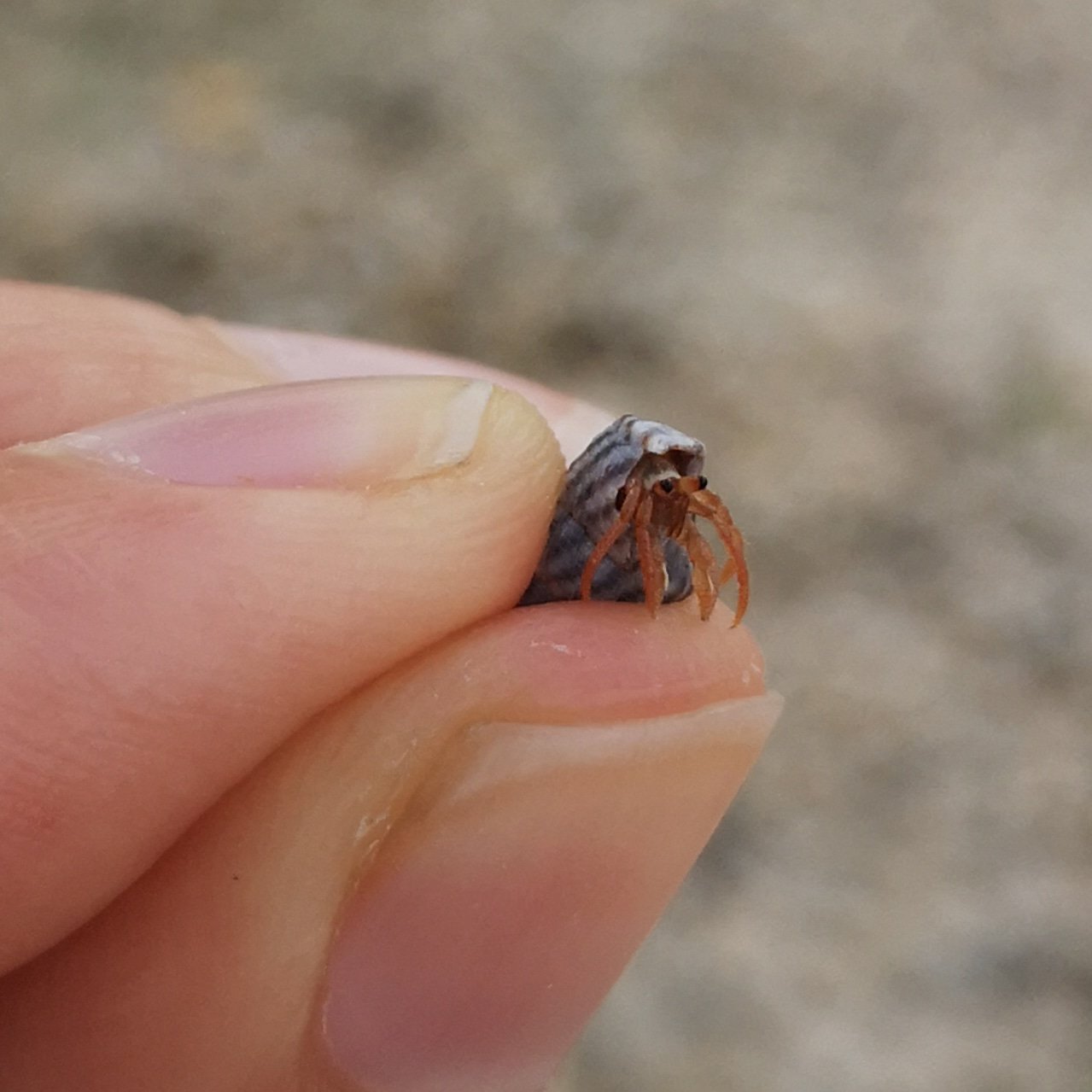 Smallest Hermit Crab In The World