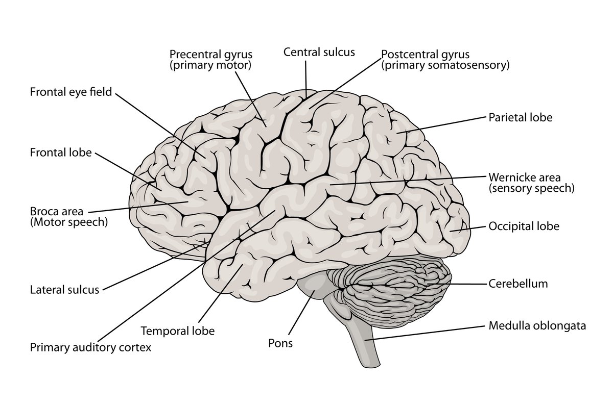 Inferior Frontal Gyrus