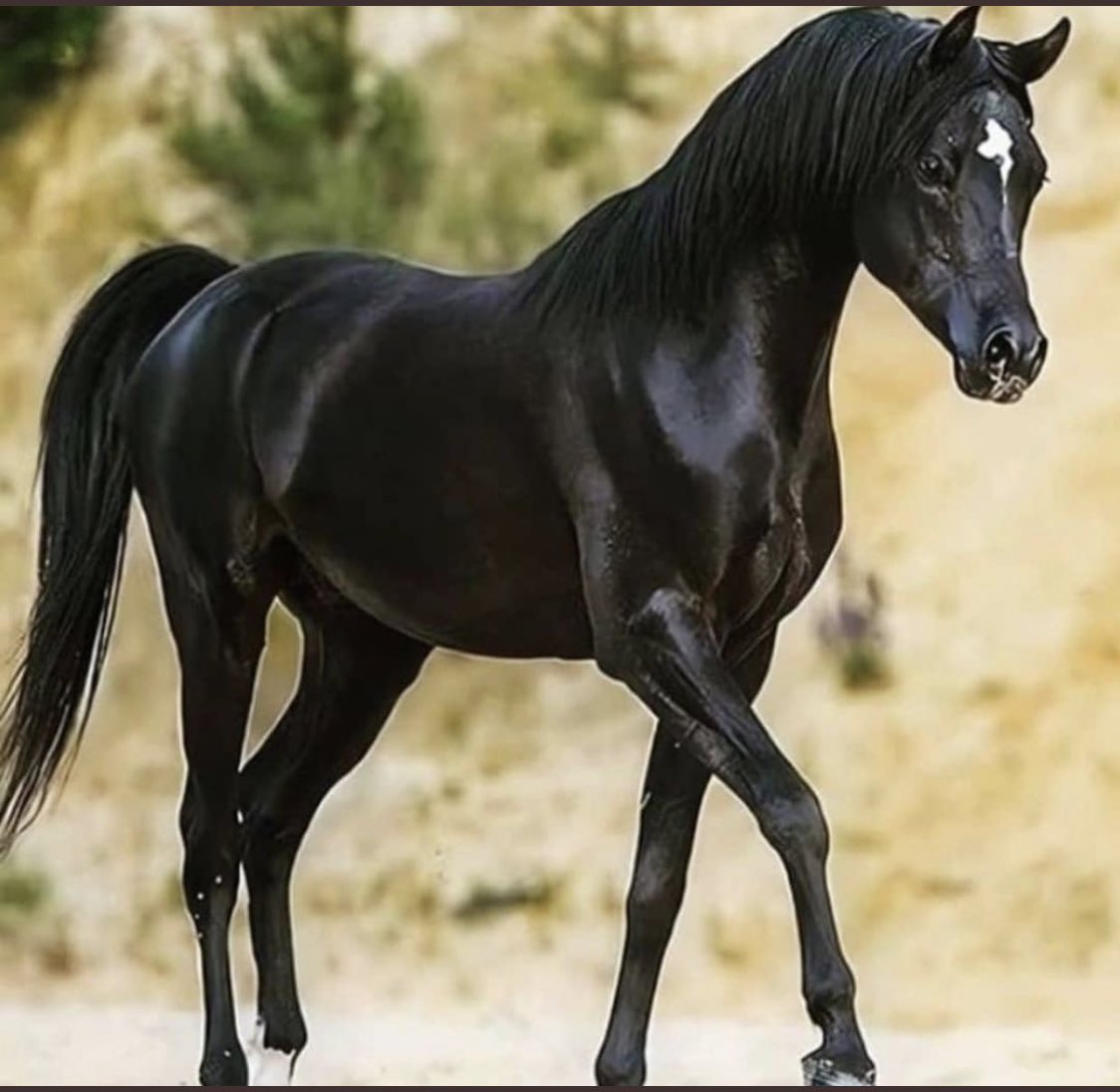 afnan (@afnan_605) | Twitter