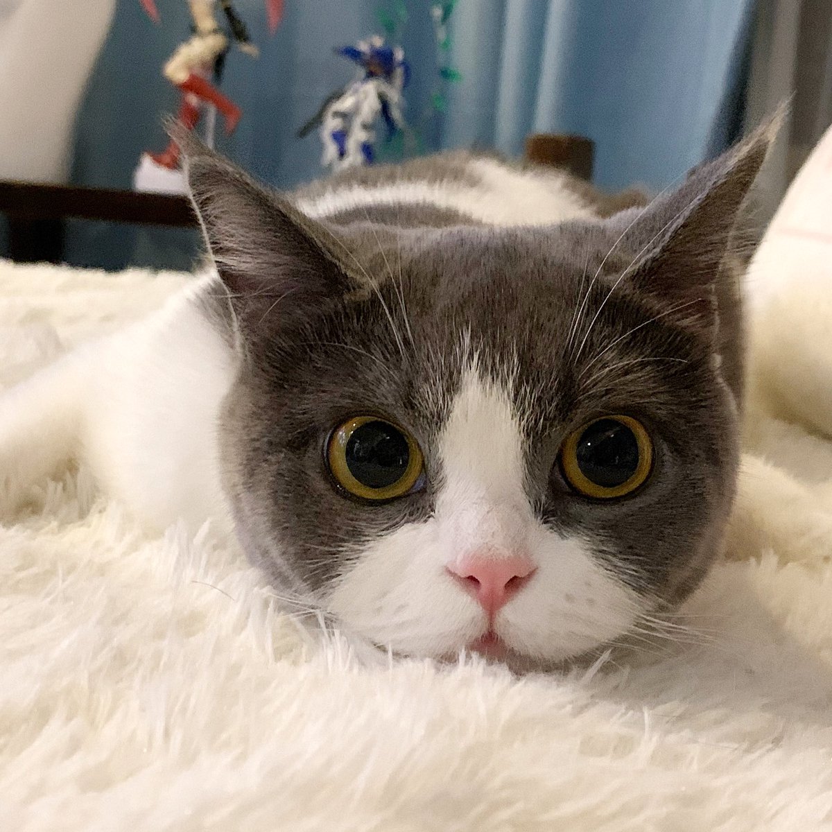 六二二同学(@sixtutu622 ):顔丸